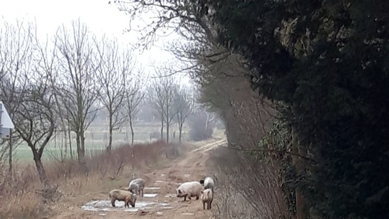 VAOL - Napok óta járkál egy disznókonda Gencsapátiban