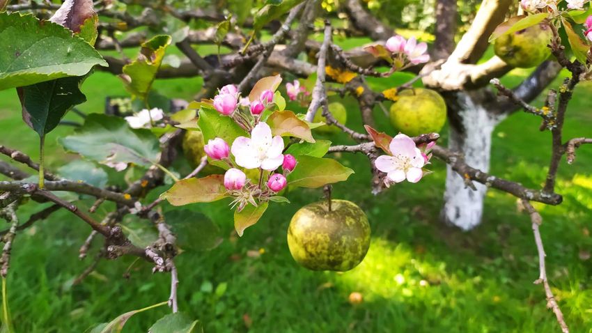 VAOL - Itt az ősz, mégis virágzik az almafa Daraboshegyen - fotó