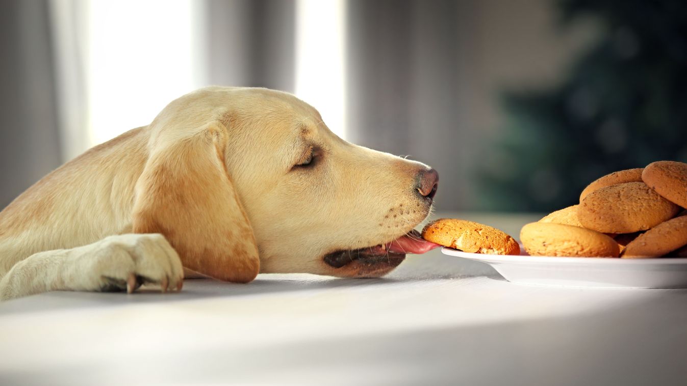 Kisállatokat is fenyegeti az ünnepi túlevés veszélye? - Dr. Varjú Gábor ...