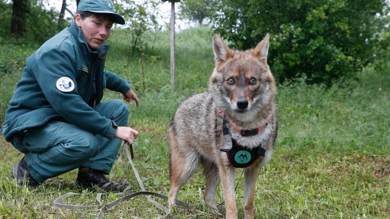 Így neveld a sakálodat! Őriszentpéteri látogatás a nádifarkas-kölyököt ...
