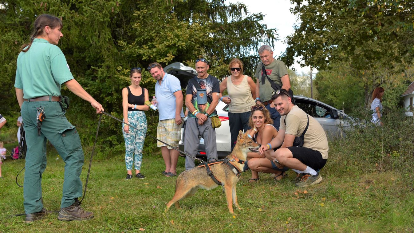 Csikasz, a nádi farkas éberen pásztázta környezetét az Őrségi ...