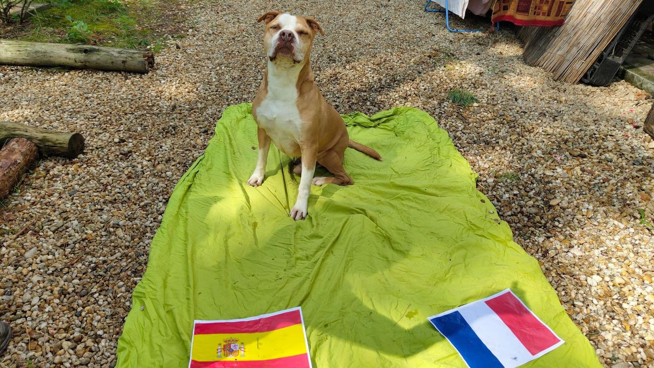 Állati Eb: spanyol győzelmet jósolt Django a keddi elődöntőre - videóval