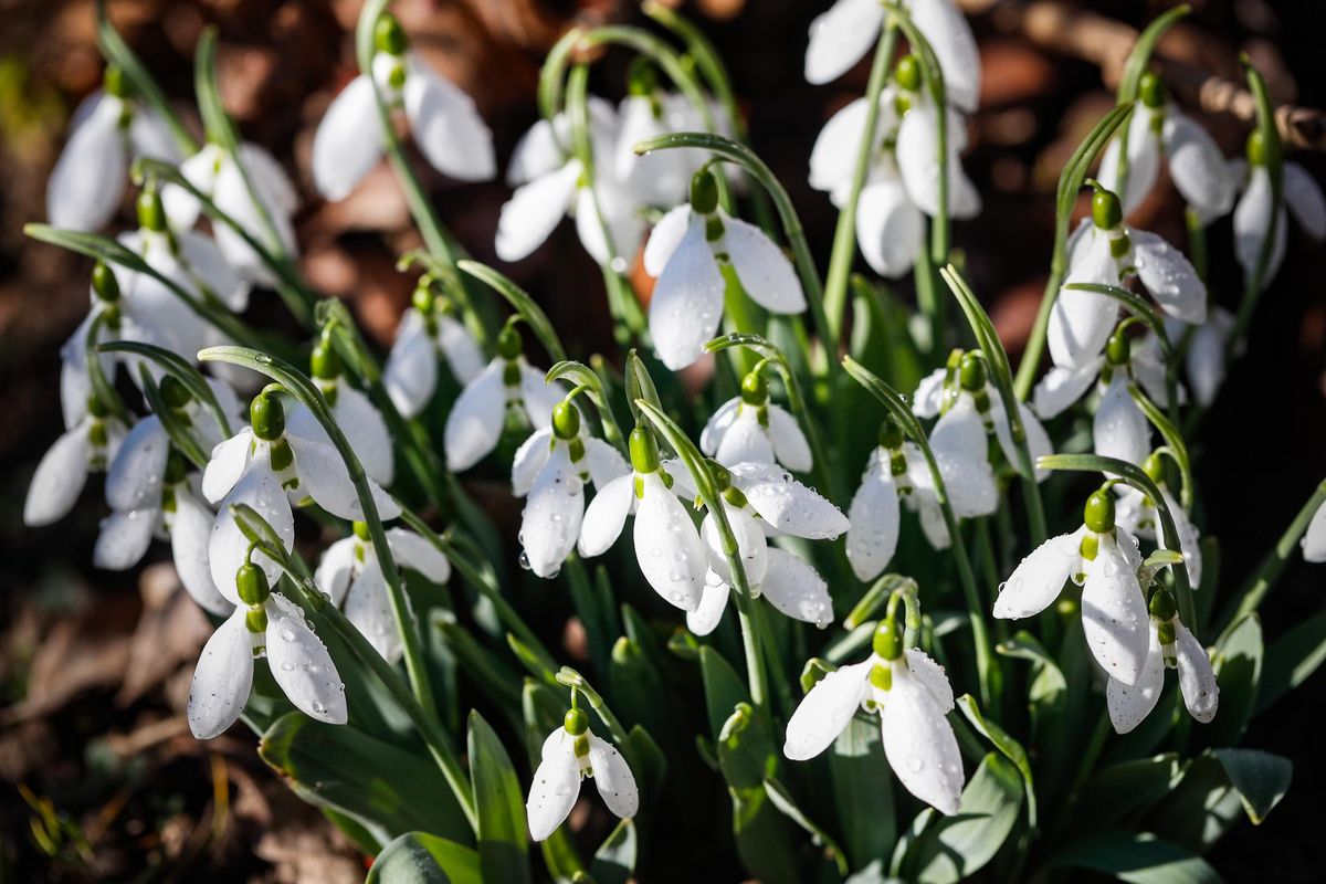Hóvirág nyújtja nyakát nedves avarból