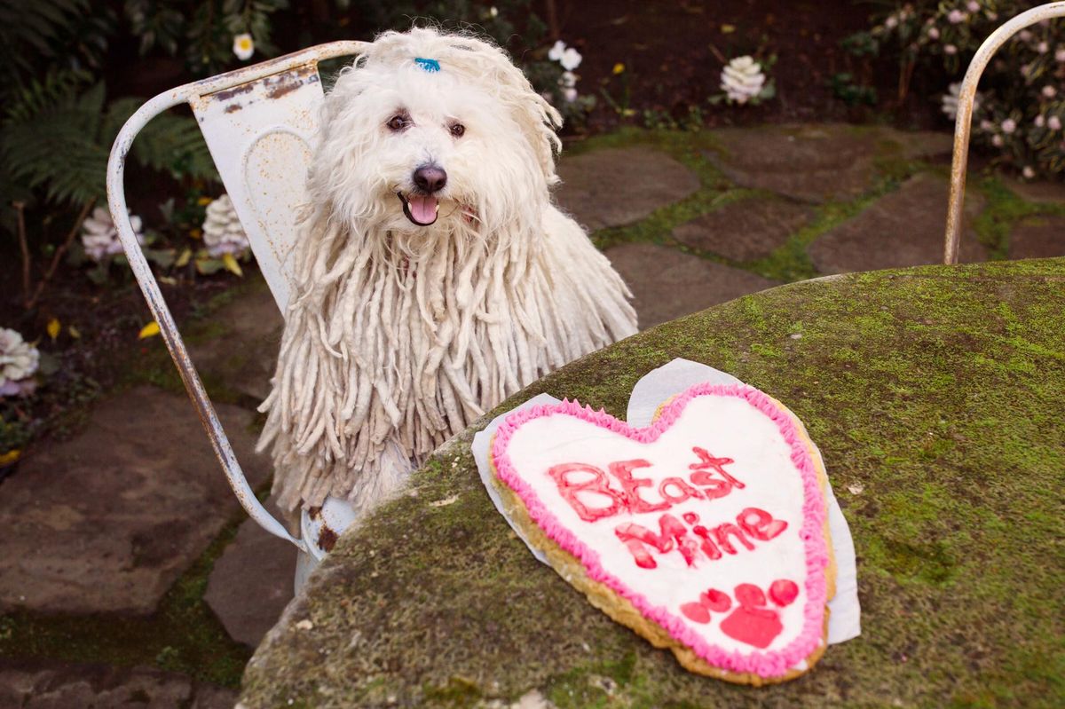 Meghalt Mark Zuckerberg puli kutyája