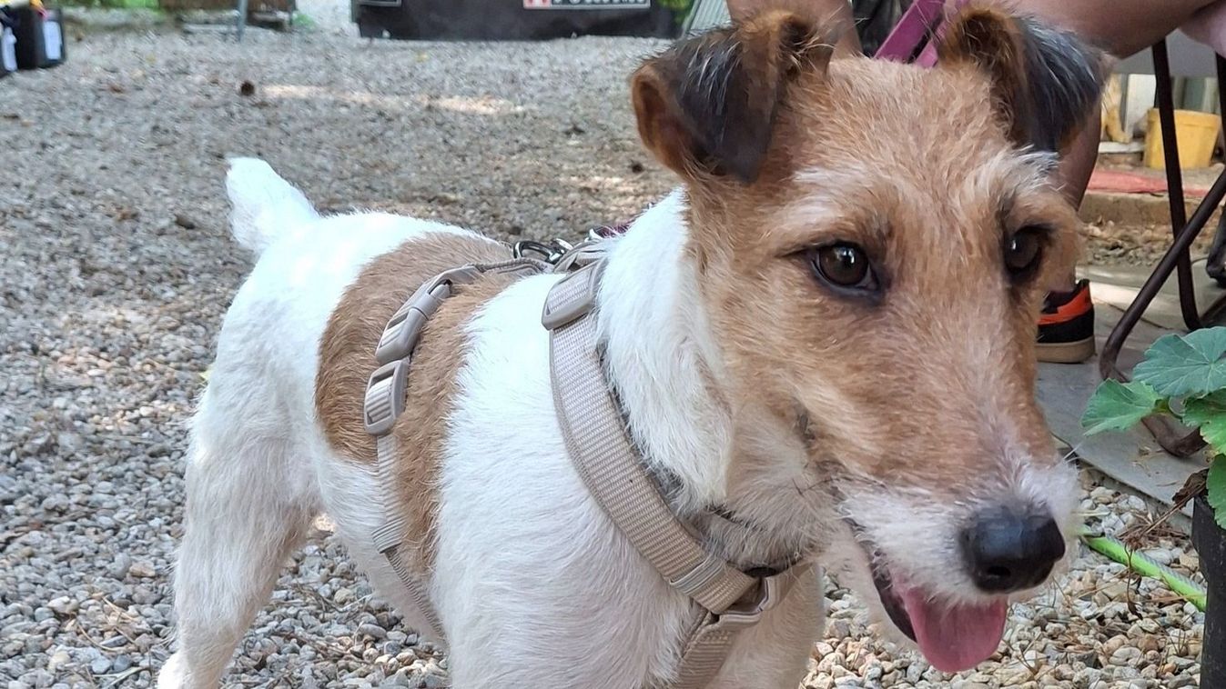 Éneklő kutya – így szól Csipke dallamos üzenete a menhelyről