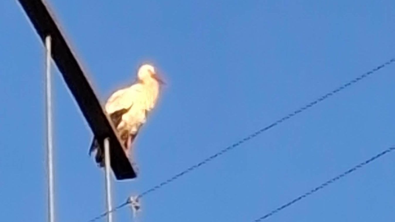 Első gólya: megérkezett Vas vármegyébe