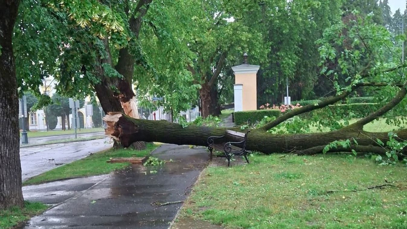 Szentgotthárdon fát döntött a vihar