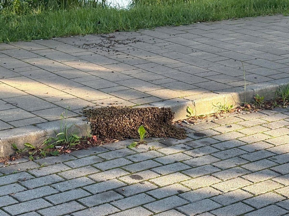 Ellepték a járdát a méhek Szombathely egyik forgalmas részén