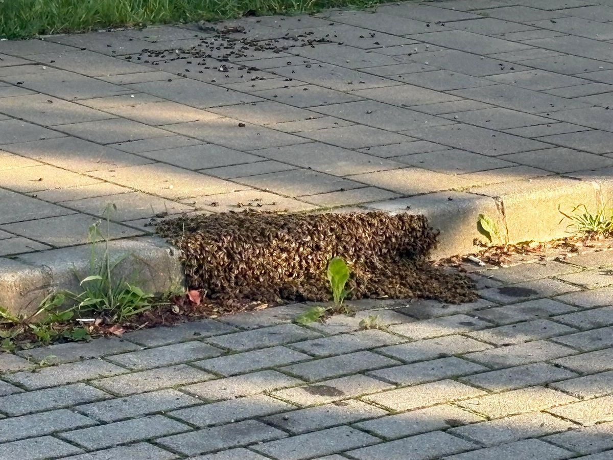 Ellepték a járdát a méhek Szombathely egyik forgalmas részén